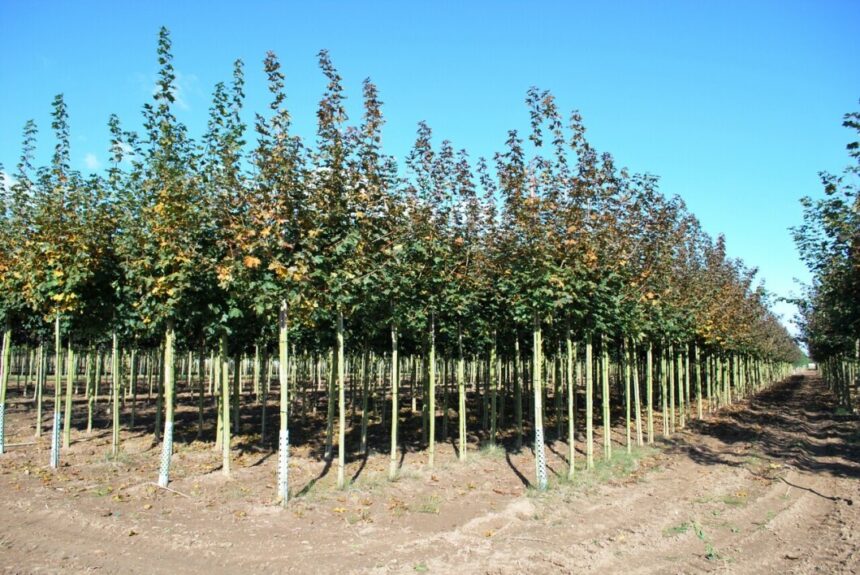 Stima-Plant | Acer plat. 'Deborah'