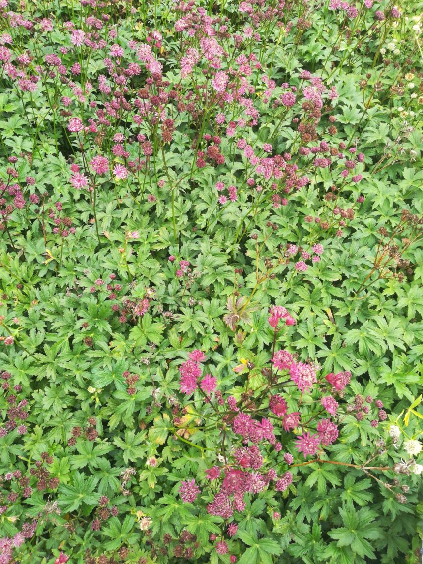 Stima-Plant | Astrantia maj. 'Ruby Star'®