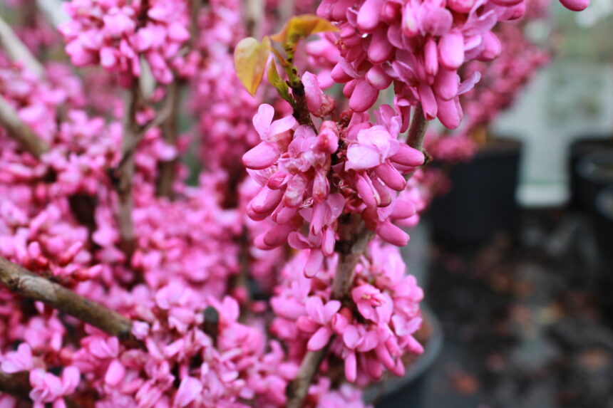 Stima-Plant | Cercis chinensis 'Avondale'