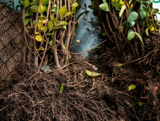 Welkom op onze webshop voor planten | Stima-Plant